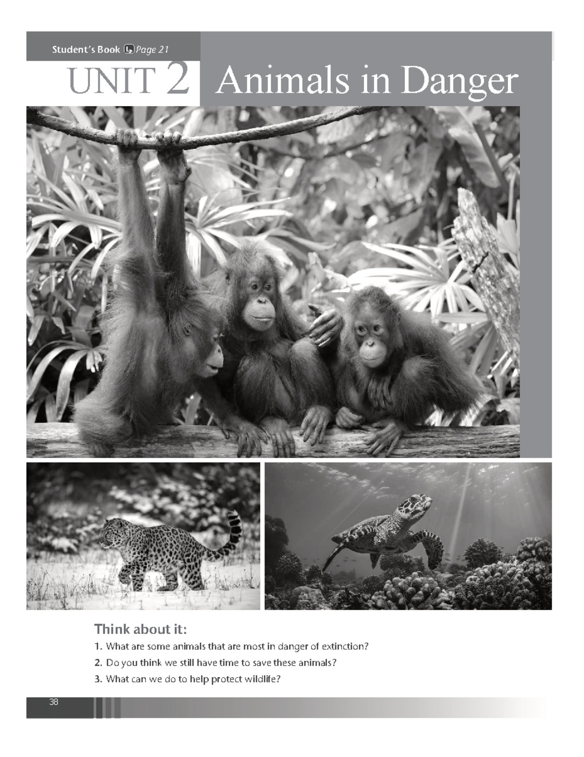 Outstanding 4 (2nd) Unit 2: Animals in Danger and Conservation Efforts ...