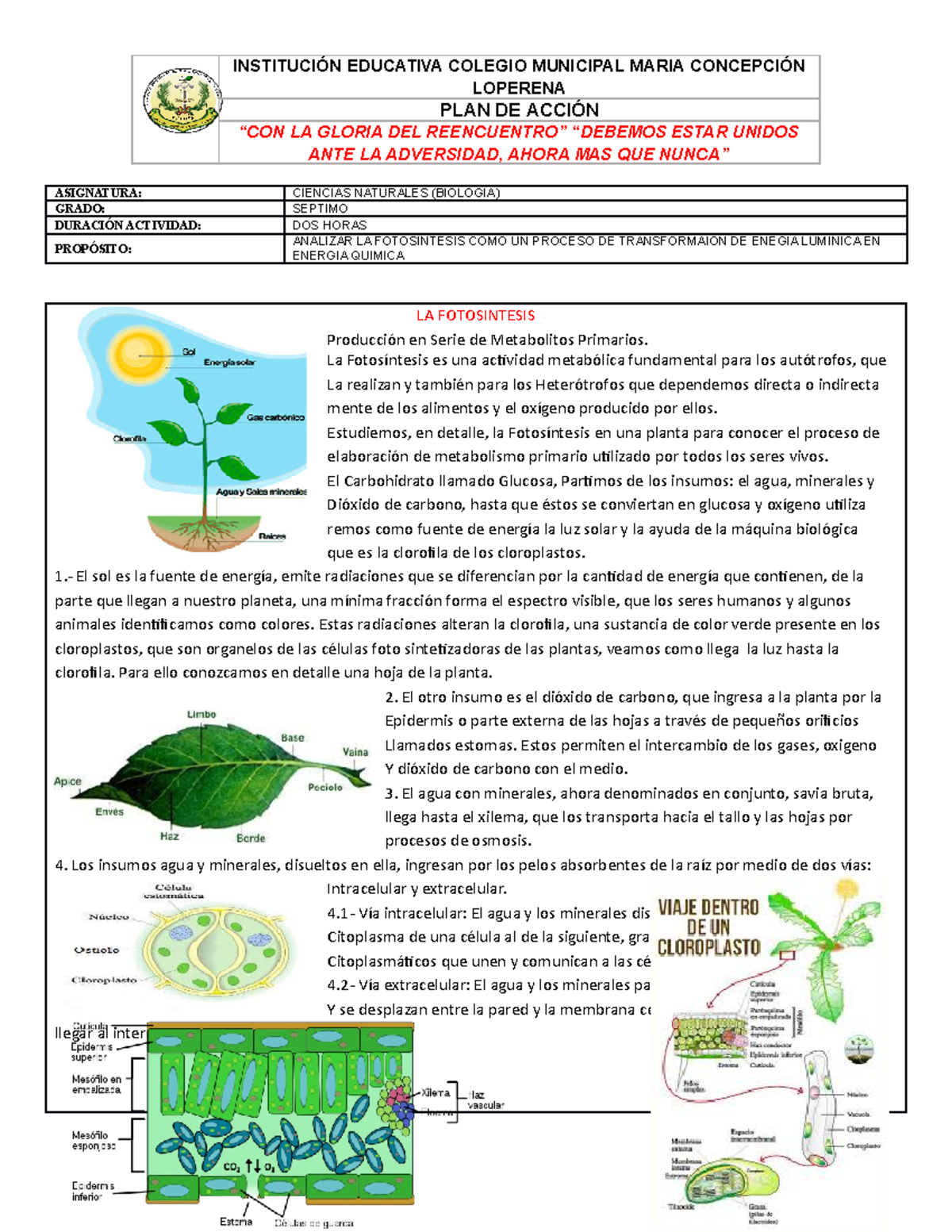 Hoja De Trabajo De Fotosíntesis, Séptimo Grado