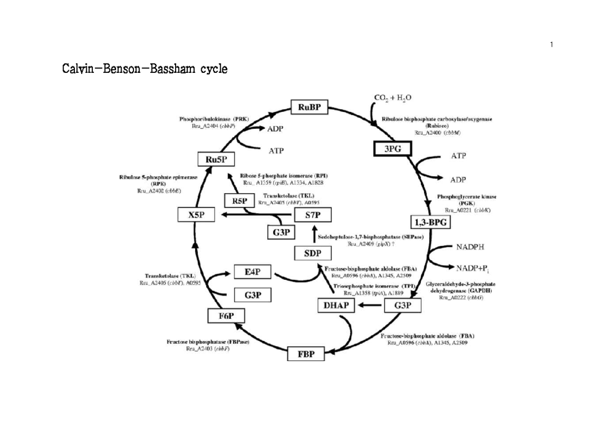 Calvin-Benson-Bassham cycle - 1 Calvin-Benson-Bassham - cycle CO2 + H2O ...