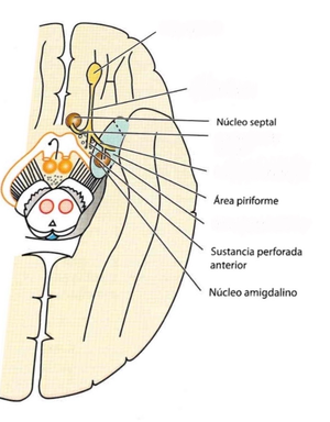 Los Ramilletes de Riolano Estructura y Función - Los Ramilletes de ...