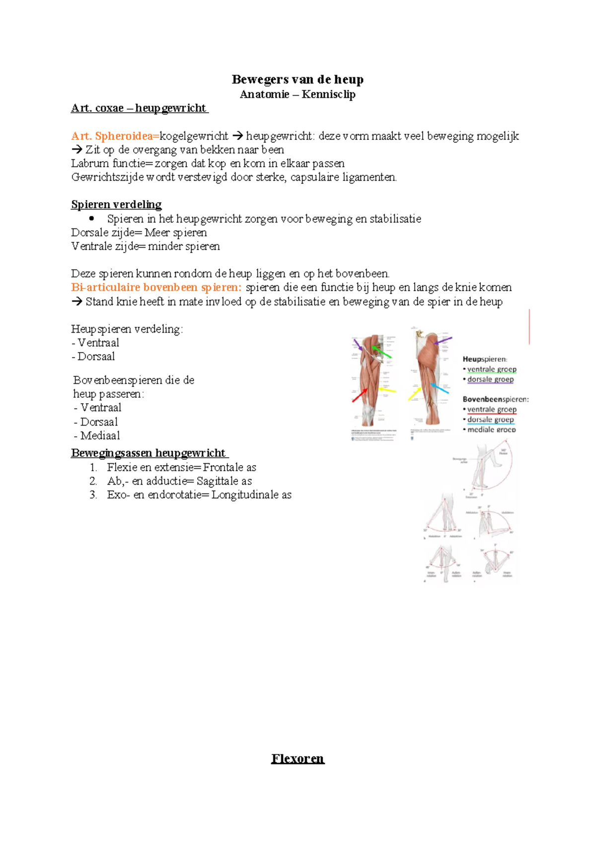 Samenvatting Bewegers van de Heup: Spierfuncties en Anatomie - Studeersnel