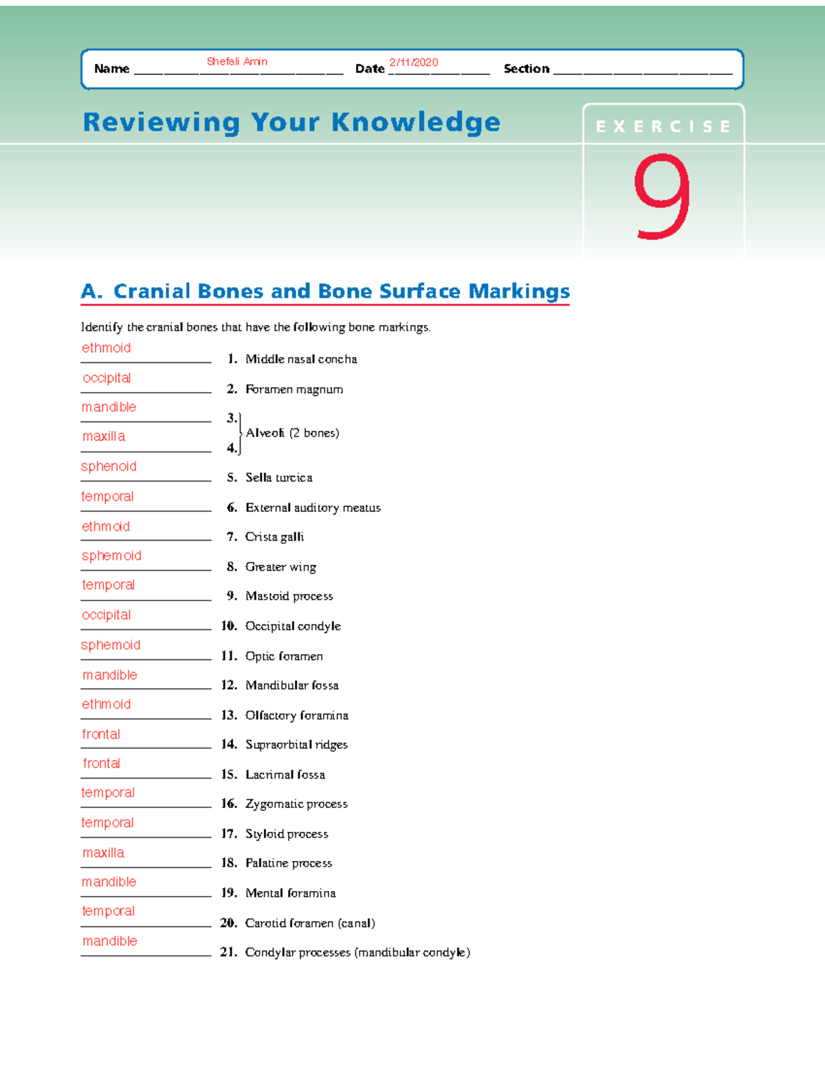 Anatomy Course Review: Cranial and Vertebral Bones Study Guide - Studocu