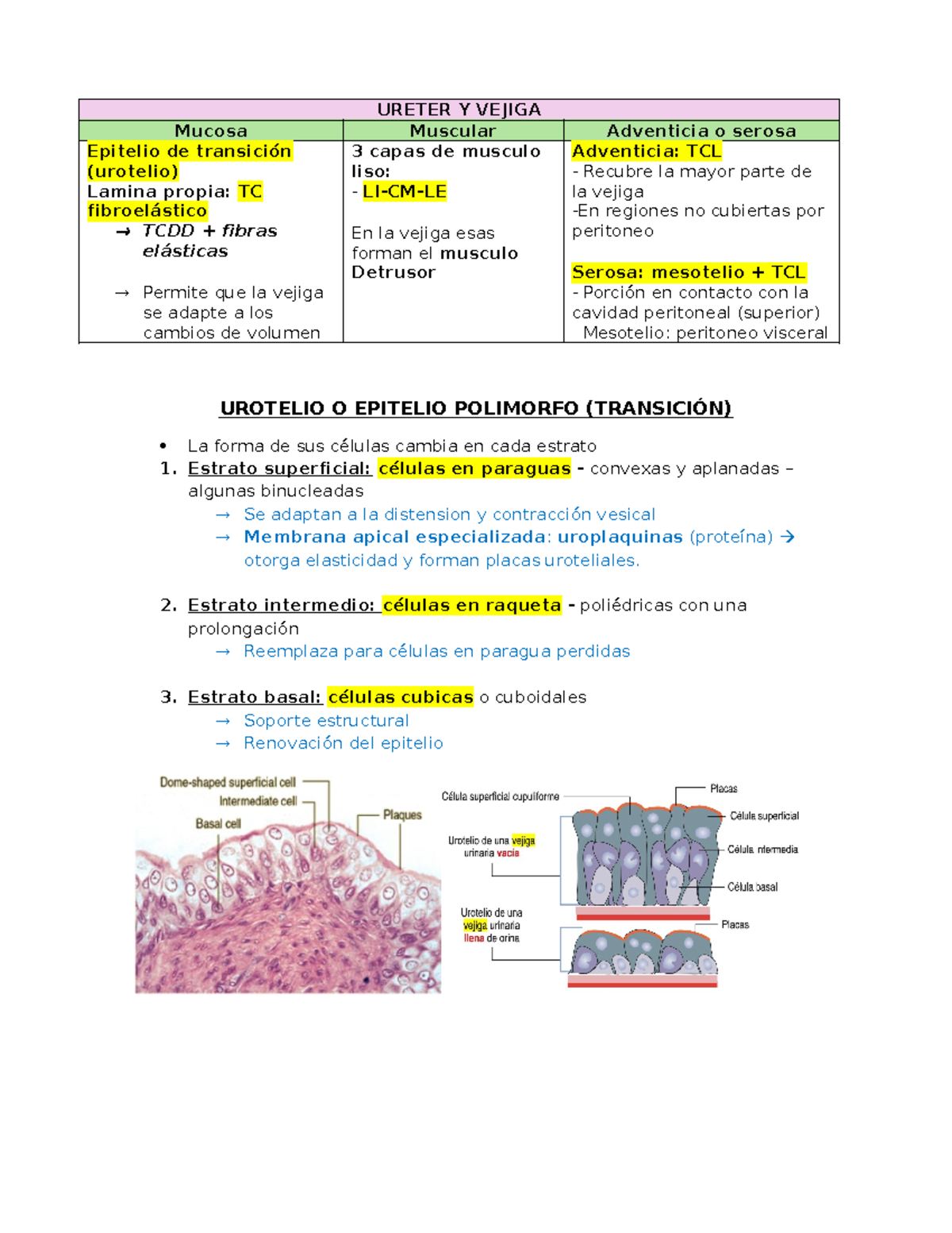 Ureter Y Vejiga - Resumen - UROTELIO O EPITELIO POLIMORFO (TRANSICIÓN ...