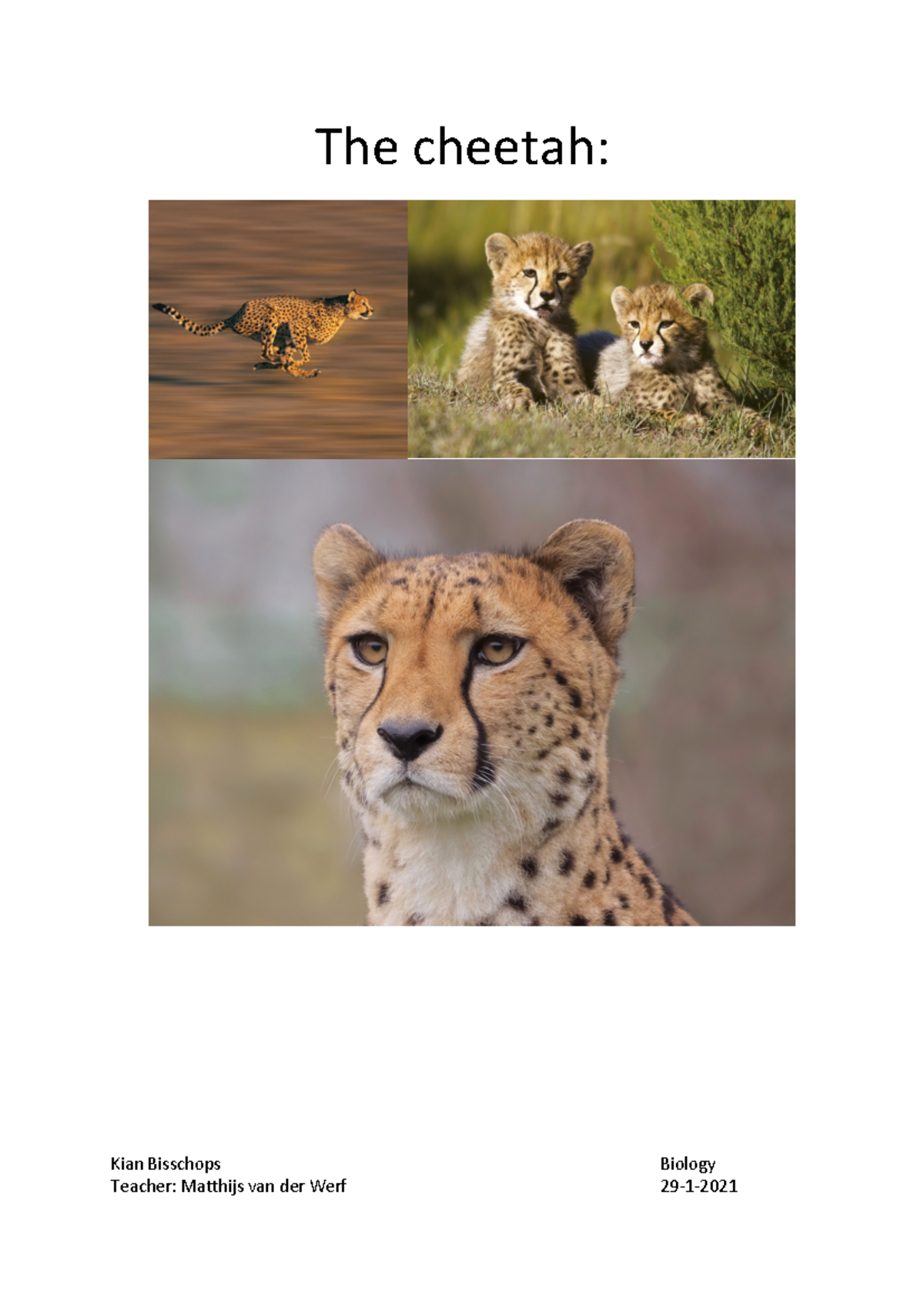 Biology of the Cheetah: Key Traits and Conservation Insights - Studeersnel