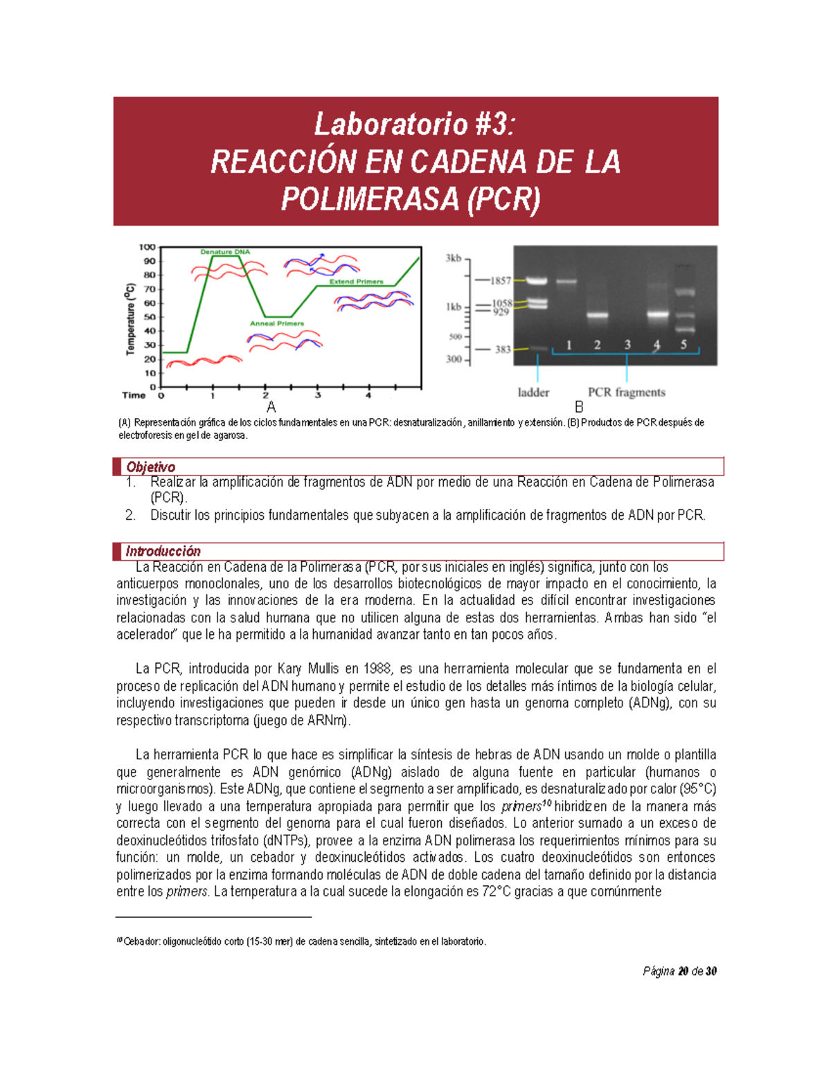 Laboratorio #3: Reacción en Cadena de la Polimerasa (PCR) - Guía y ...