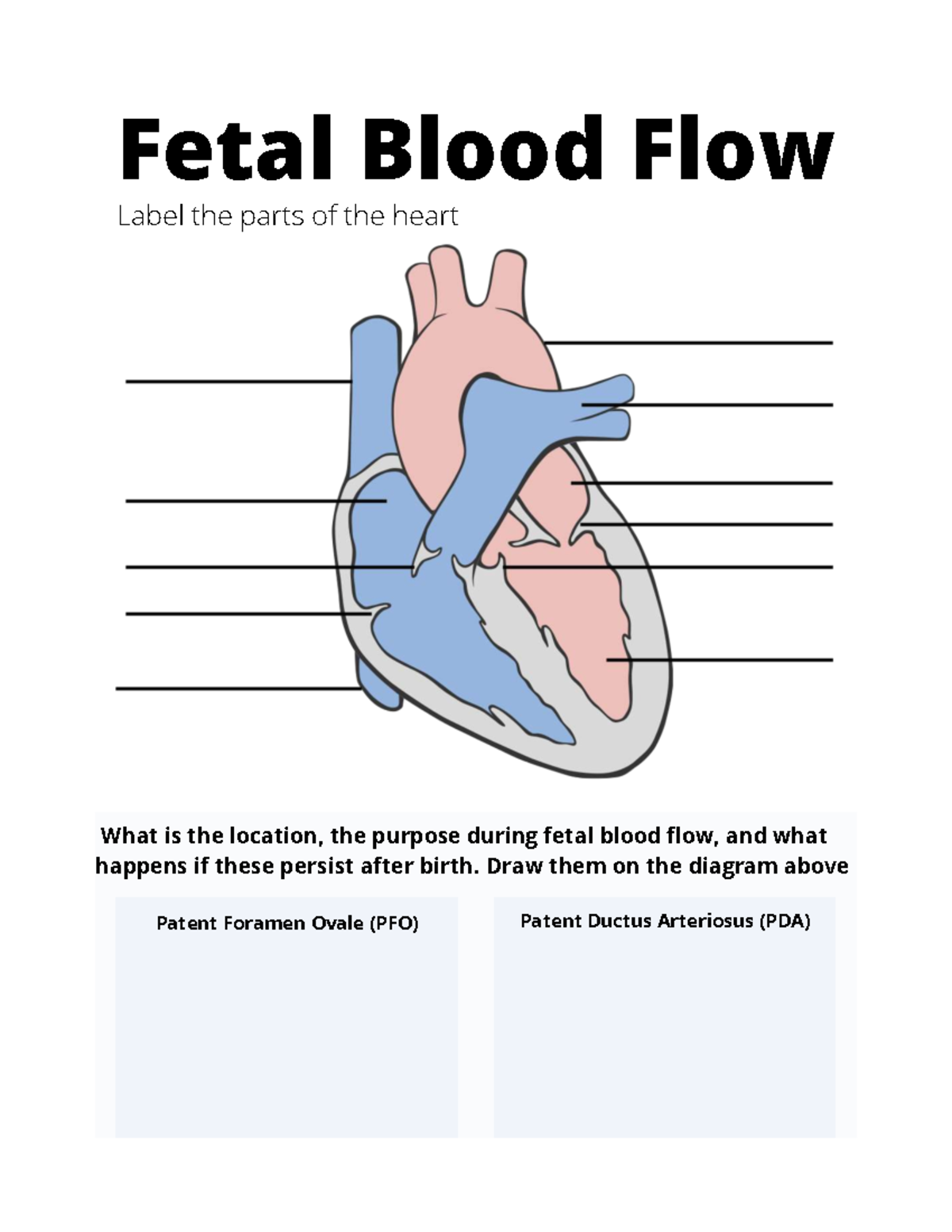 Cardiac Defects Overview: Classic Manifestations & Treatments (PFO, ASD ...