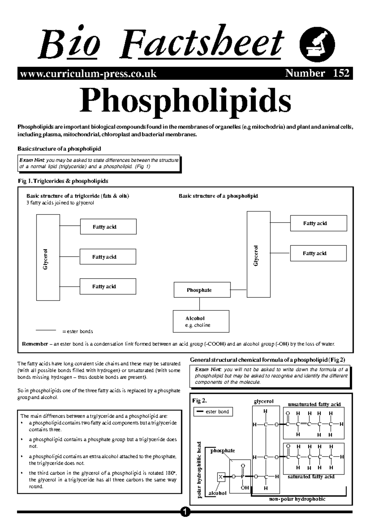 152 phospholipids - mln - Bio Factsheet 1 curriculum-press.co Number ...