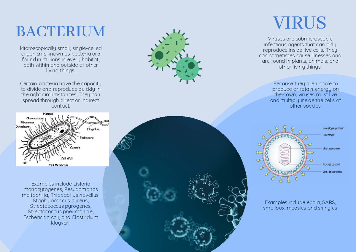 BIOL 101: Overview of Bacteria and Viruses in Microbiology - Studocu