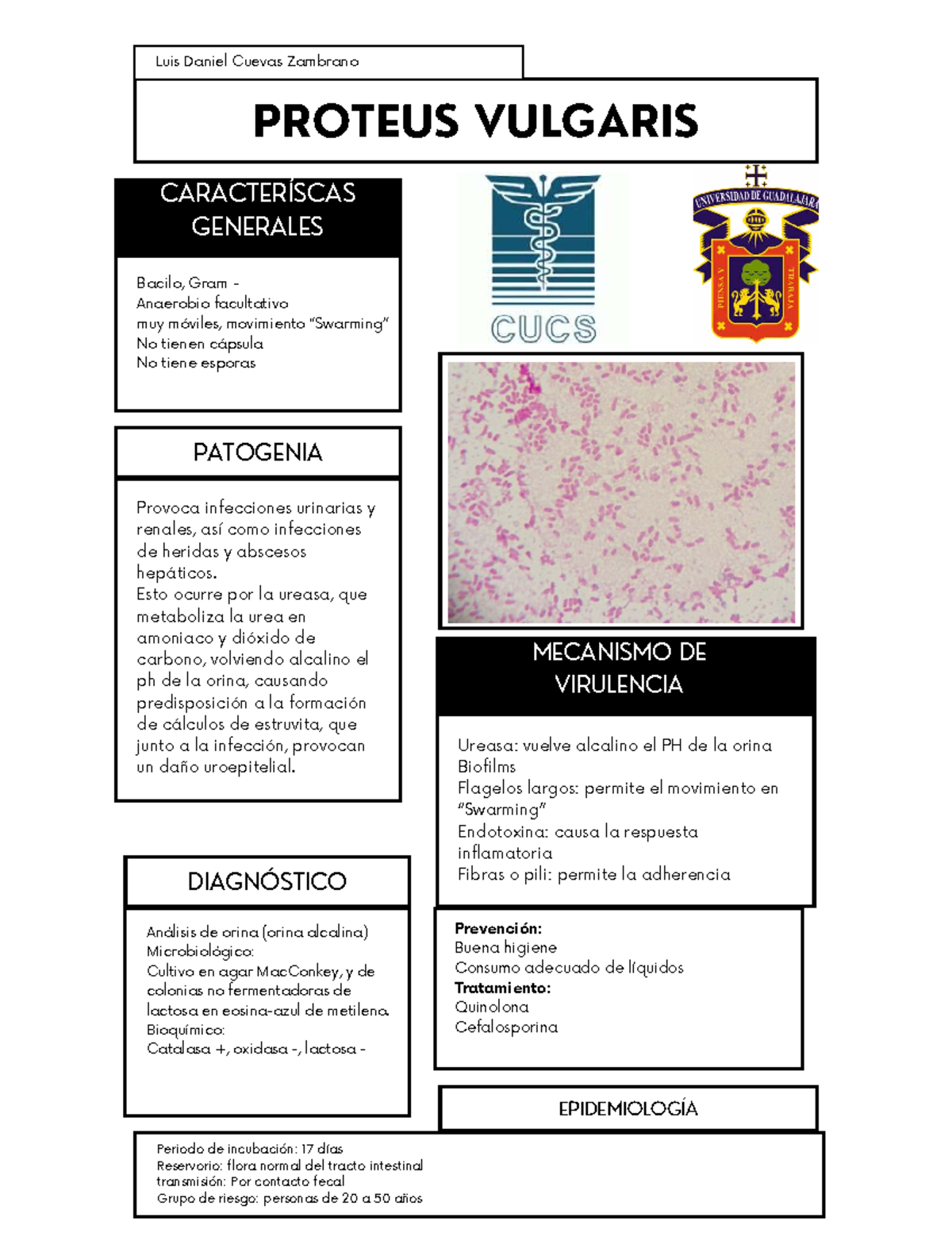 Ficha Técnica de Proteus Vulgaris: Características y Patogenia - Studocu