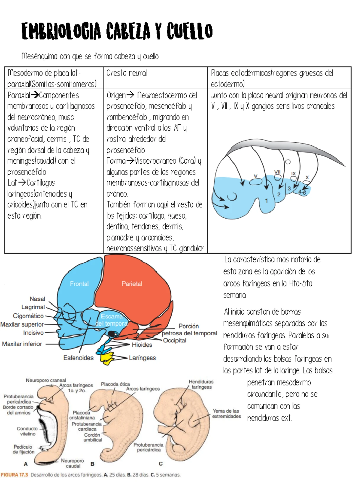 Neuroporos: Definición, Tipos y Relevancia en el Desarrollo Embrionario ...