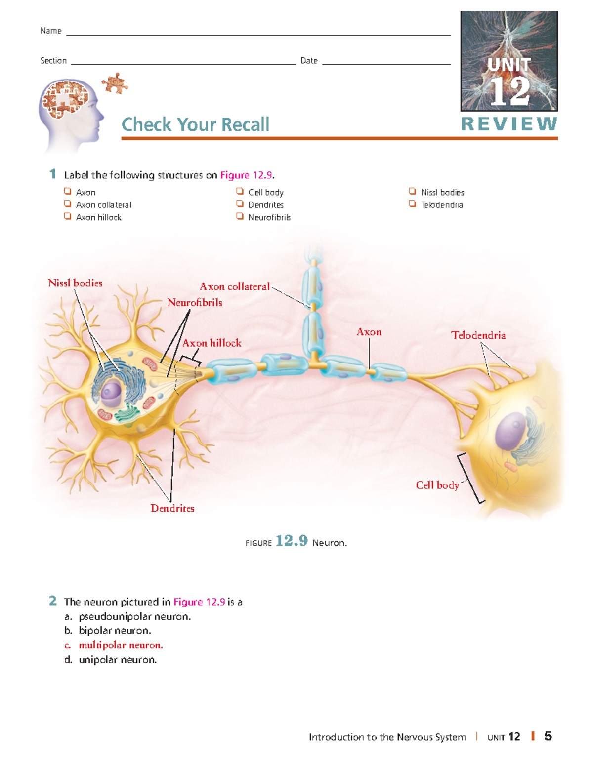 Unit 12 intro to nervous system - Name Section Date UNIT 12 REVIEW ...