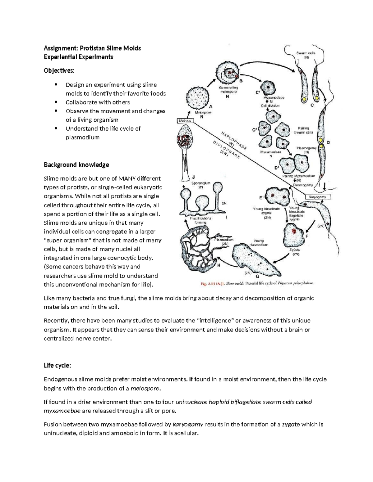 Real Slime Mold Experiential Lab Handout: Food Preference Experiment ...