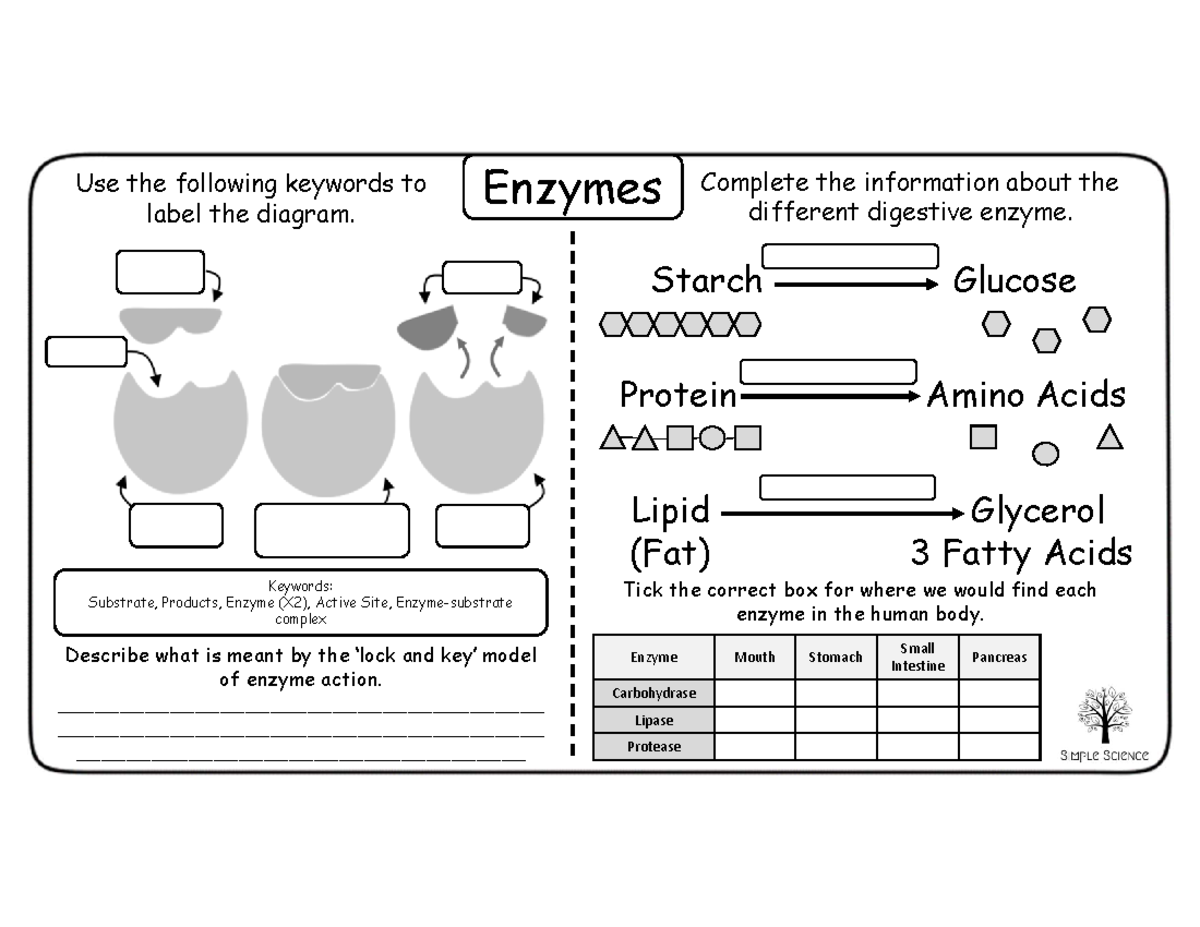 Enzyme Labeling - Enzymes Use the following keywords to label the diagram. Keywords: Substrate ...