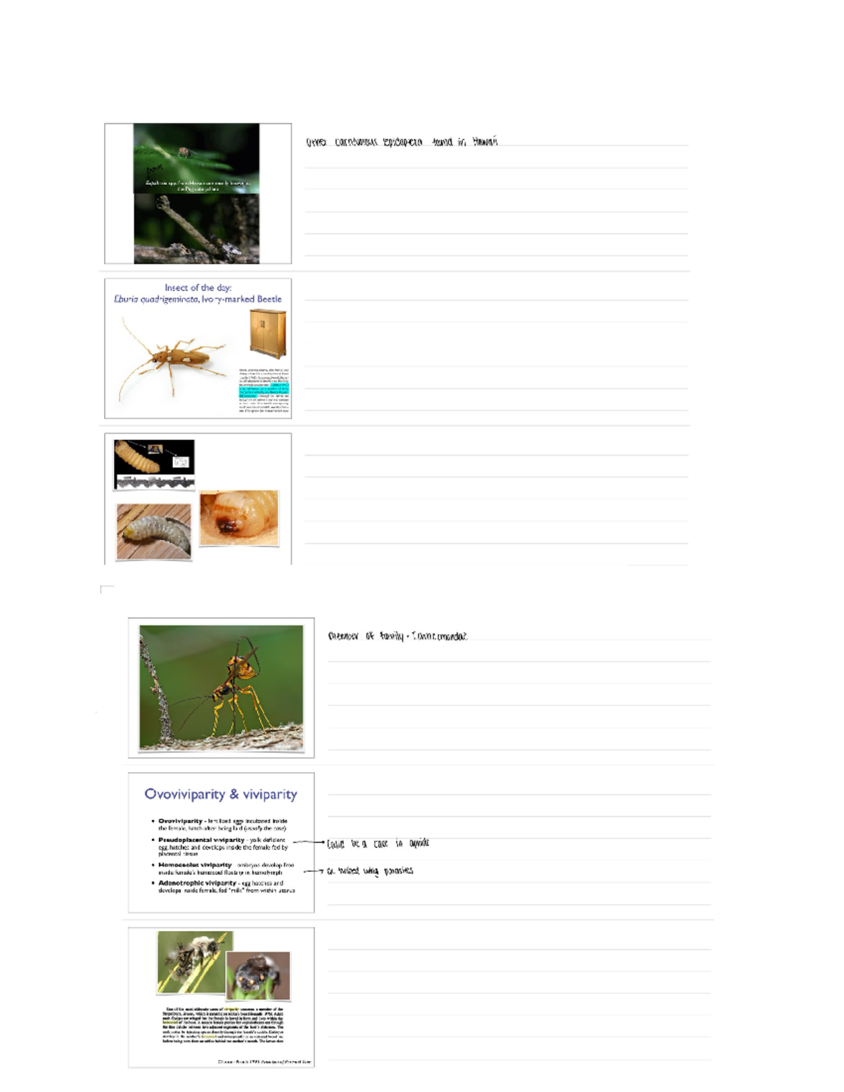 Final Exam Study Guide - Carnivorous Lepidoptera & Viviparity - Studocu