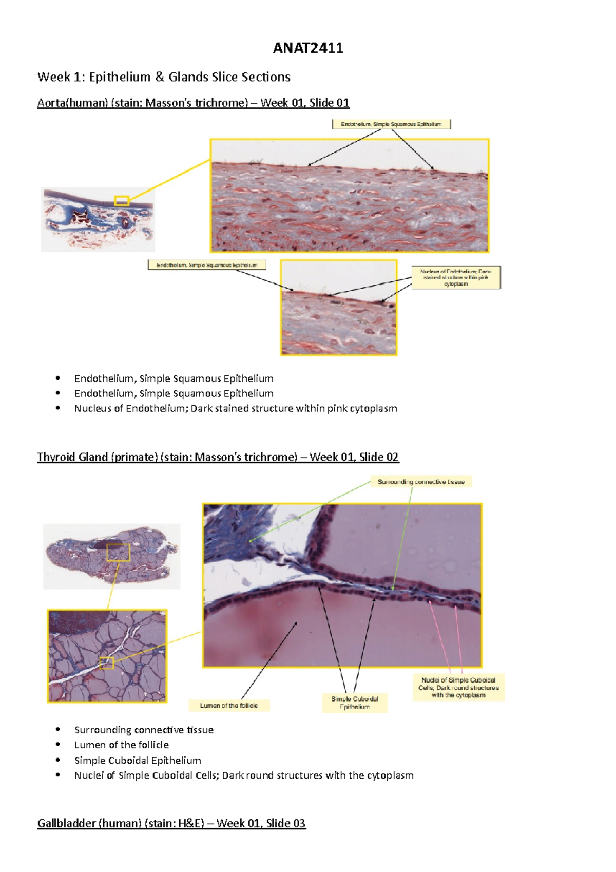 ANAT2241 - Annotated Slides: Epithelium & Connective Tissue Sections ...