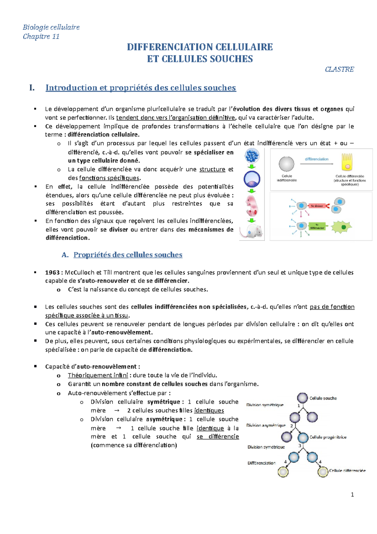 Biologie 11 : Différenciation Cellulaire et Cellules Souches - Studocu