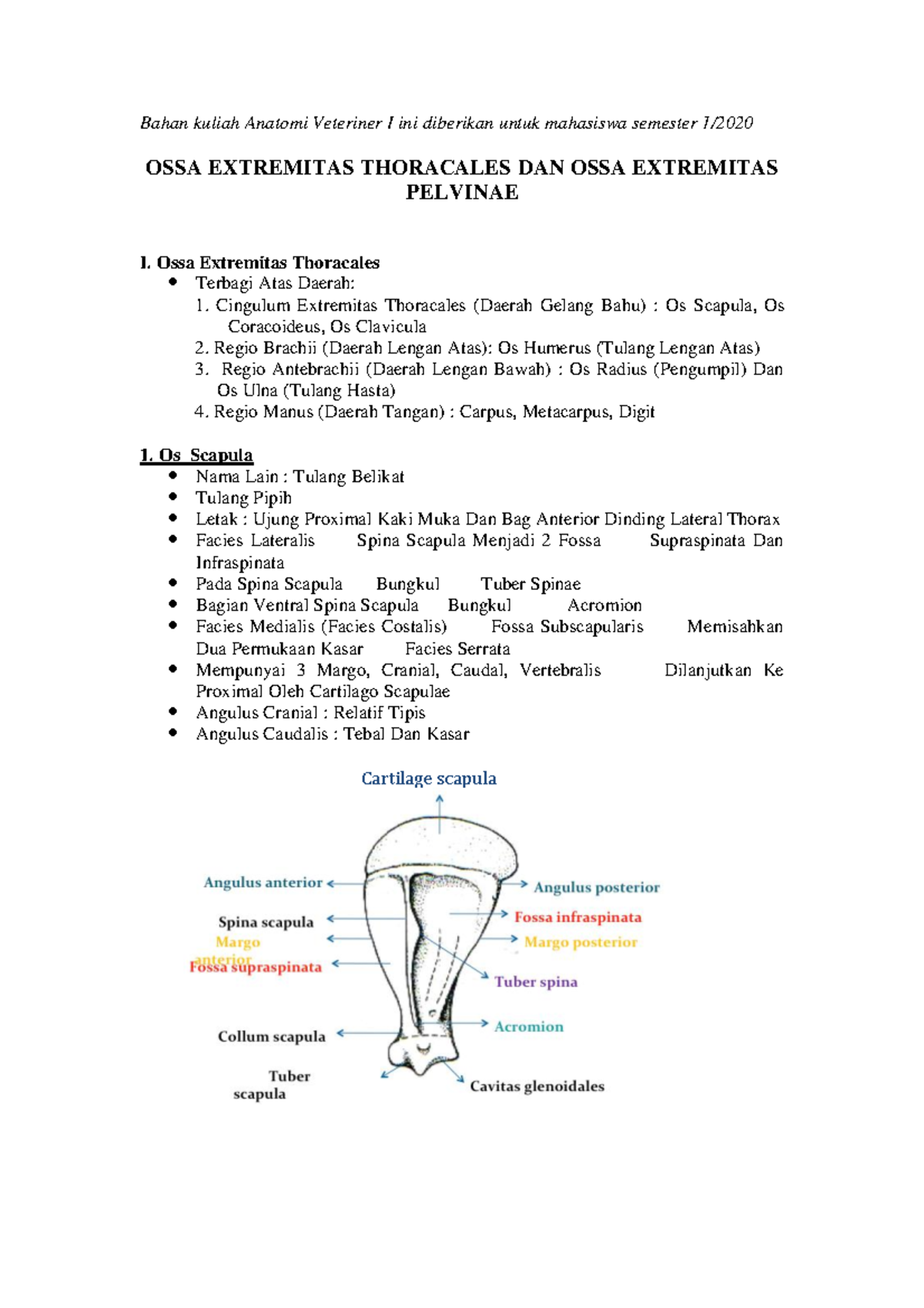 Anatomi OSSA Extremitas Thoracales et Pelvinae - Vet 1 Lecture Notes ...