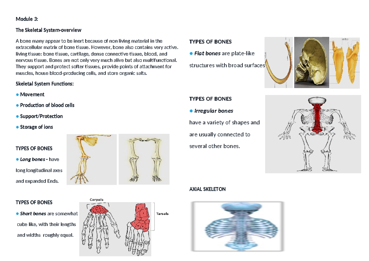 2 Midterm Anatomy Reviewer - Module 3: The Skeletal System-overview A bone many appear to be ...