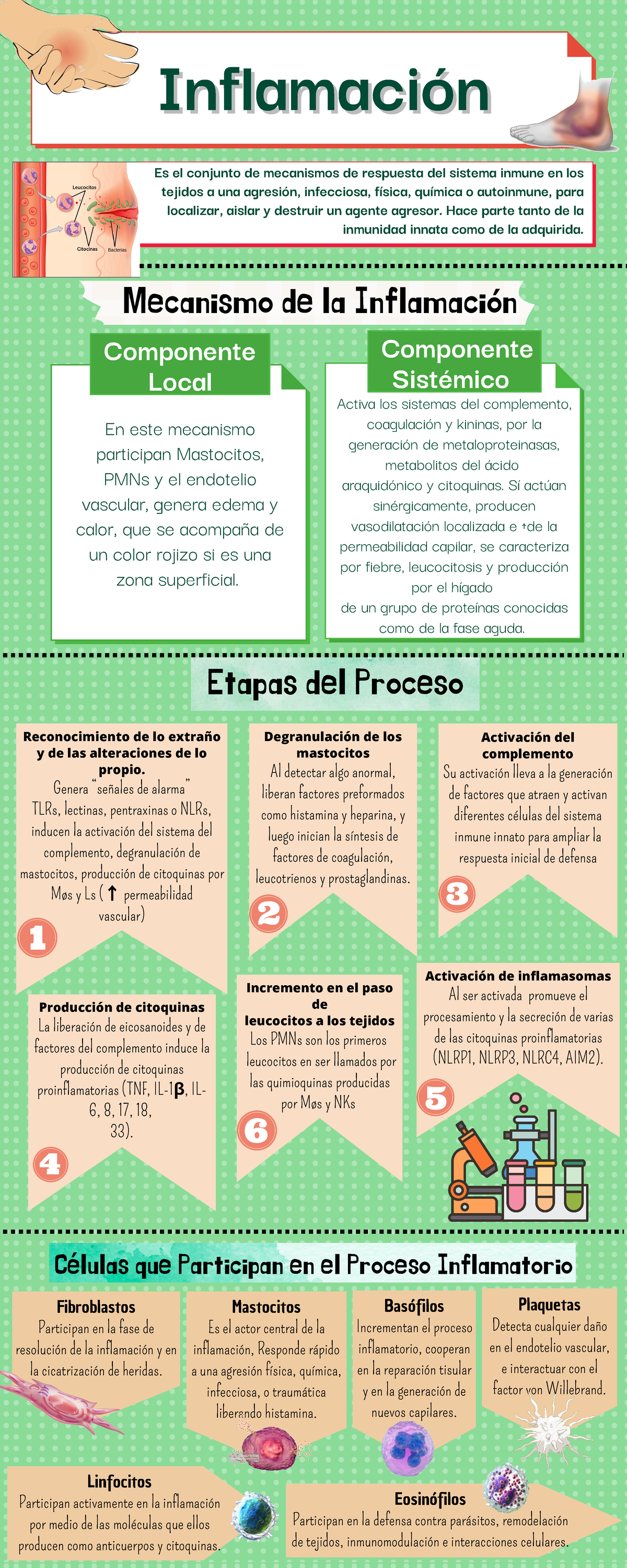 Infografía Inflamación - Activa los sistemas del complemento, coagulación y kininas, por la ...