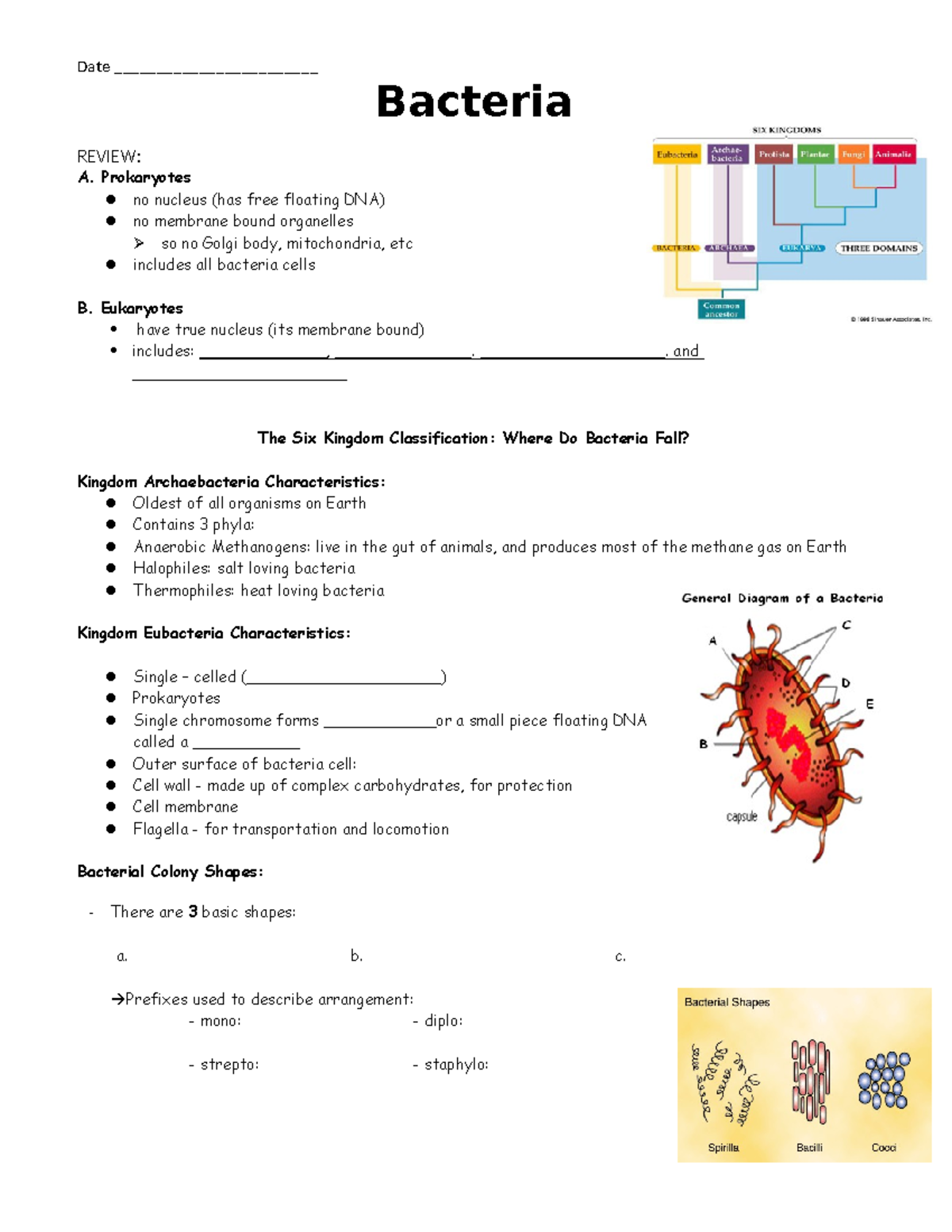 Bacteria Worksheet - Date ________________________ Bacteria REVIEW: A ...