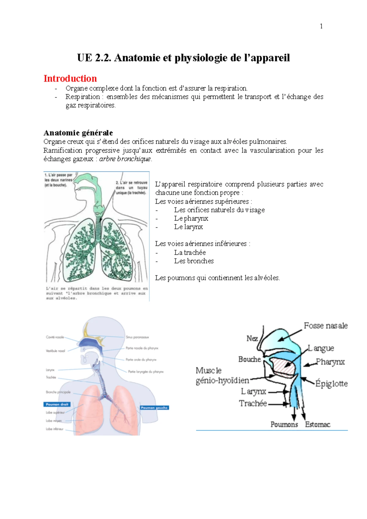 UE 2.2. Système respiratoire - UE 2. Anatomie et physiologie de l’appareil Introduction Organe ...