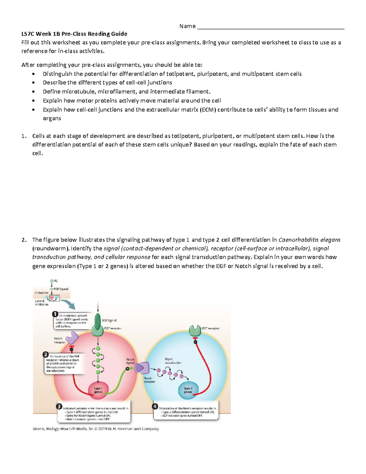 LS7C Week 1B Pre-Class Reading Guide on Stem Cells and Cytoskeleton ...