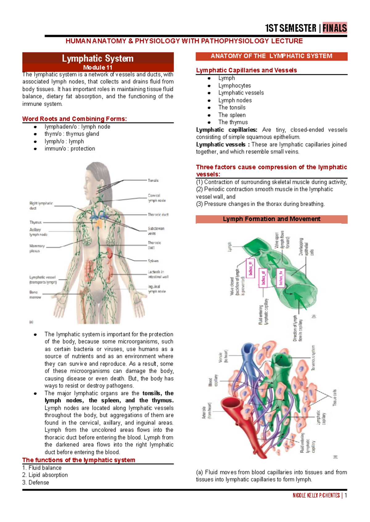 Lymphatic System - Compilation of notes during anaphy lectures - HUMAN ...