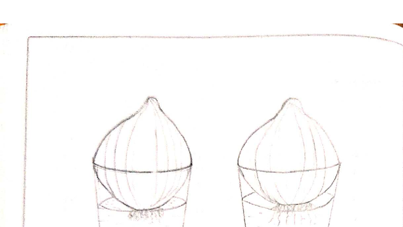 Experiment 8 - Onion Root Mitosis Study and Germination Techniques ...