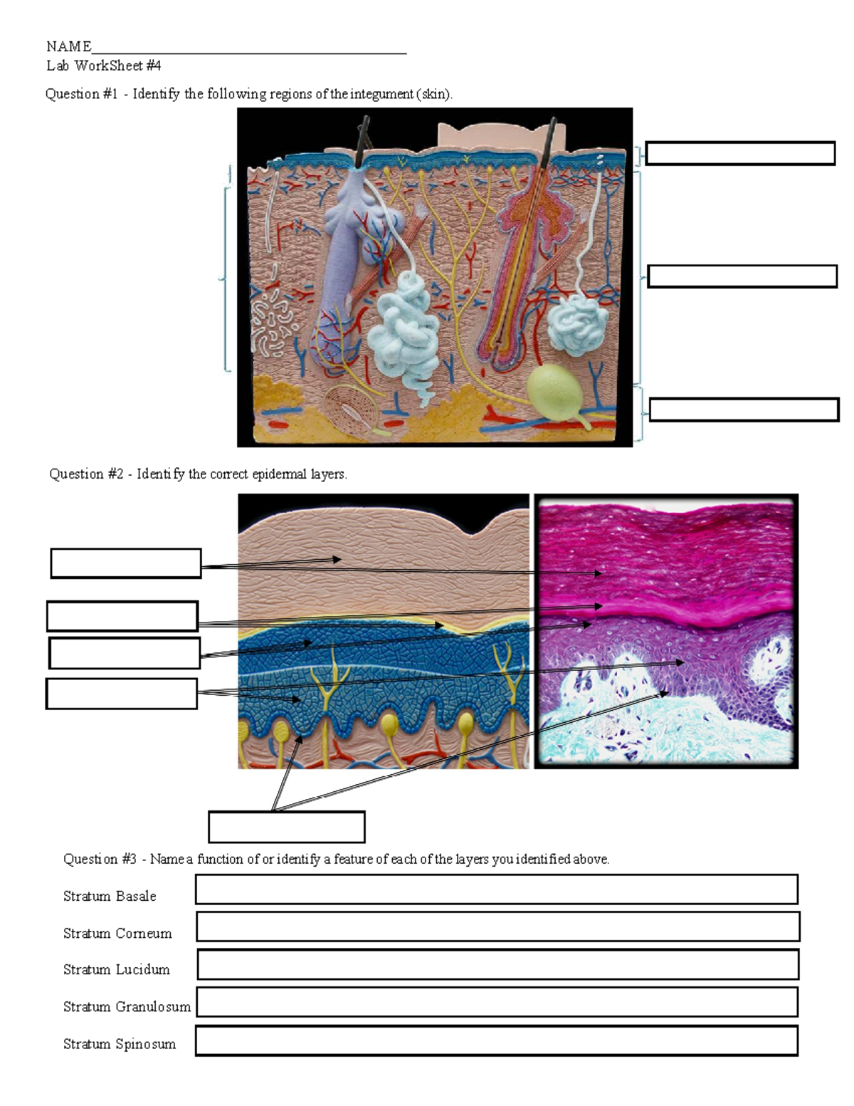 Integument Lab Worksheet #4: Skin Structure and Function Identification ...
