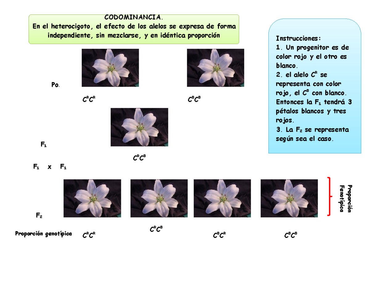 5.4 codominancia - EJERECICIOS - Po. F 1 F 1 x F 1 F 2 CODOMINANCIA. En ...