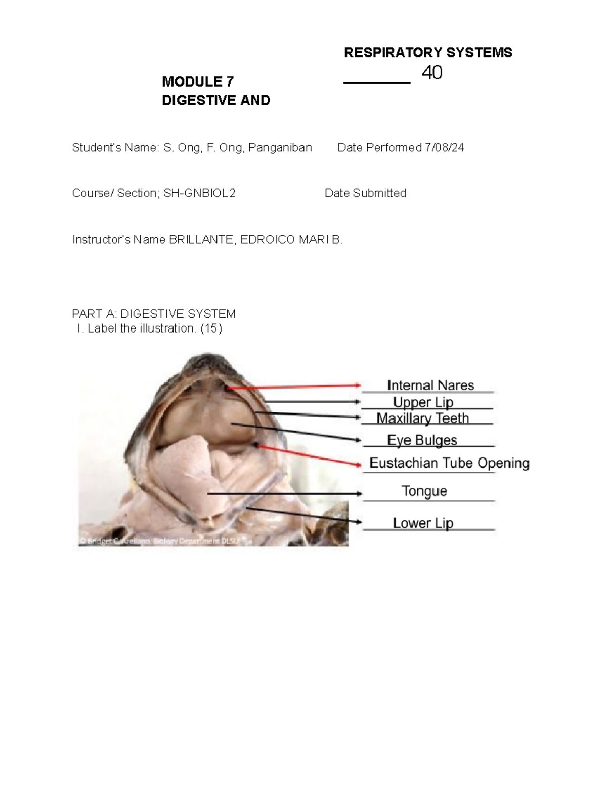 Module 7 Answer Sheet: Digestive & Respiratory Systems (GENBIO2) - Studocu