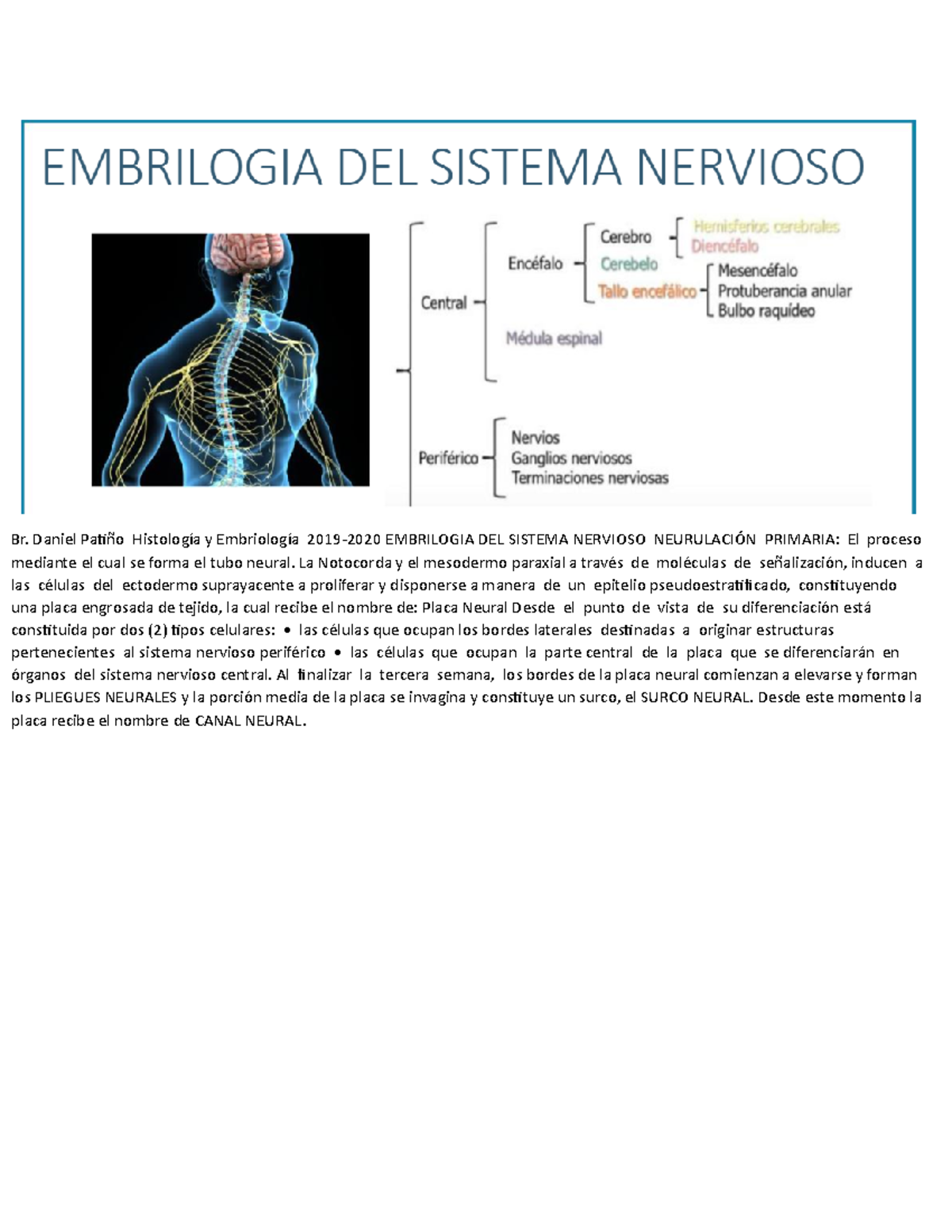 Embriologia del sistema nervioso - Neurología - IPN - Studocu