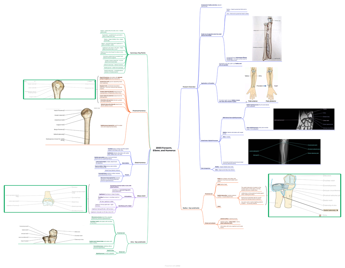 2D03 Forearm, Elbow, and Humerus Anatomy Overview - Studocu
