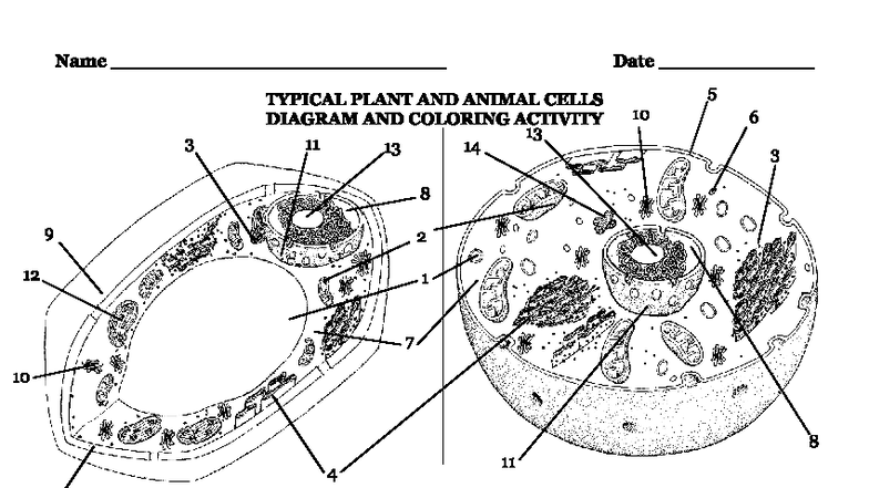 Cell Coloring Pages - BIO2001 - Name Date TYPICAL PLANT AND ANIMAL ...