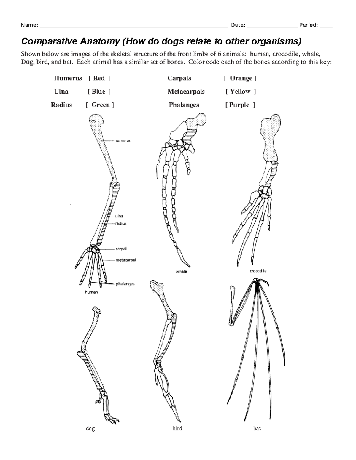 Bio 3.3 Comparative Anatomy and Evidence of Evolution Exercises - Studocu