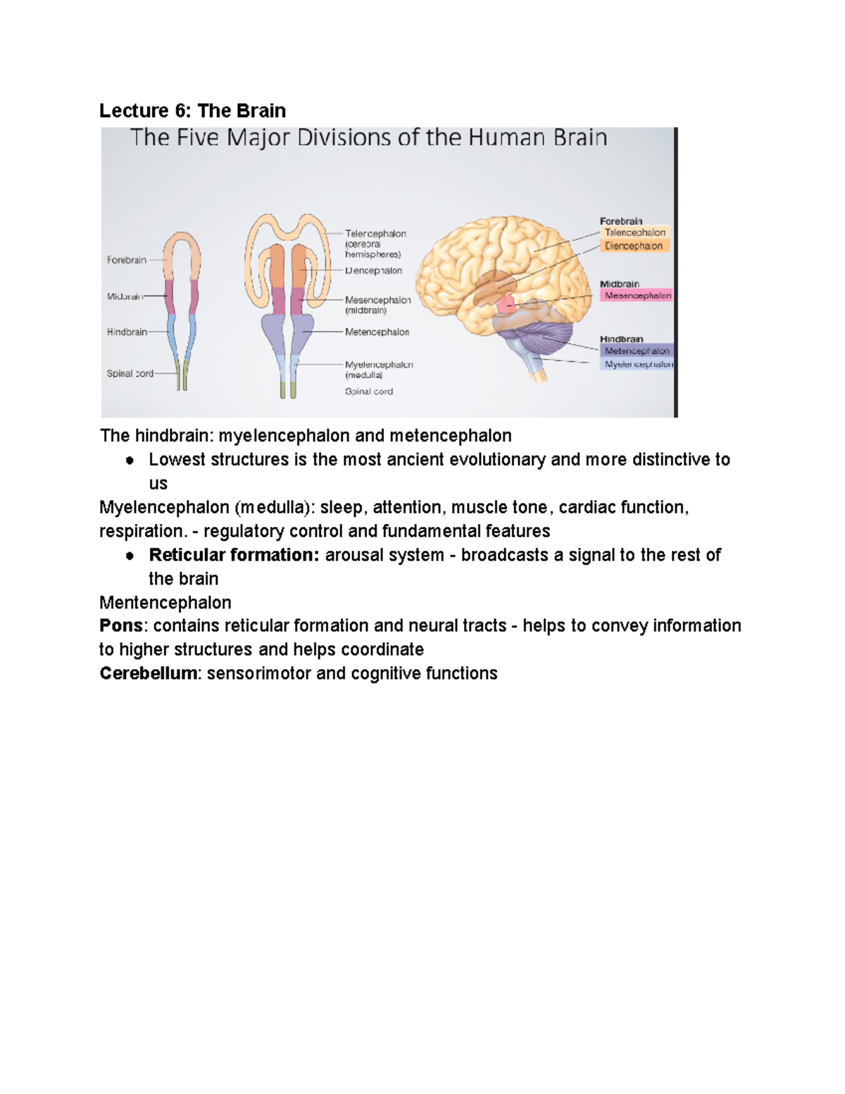 The brain Lecture - Lecture 6: The Brain The hindbrain: myelencephalon ...