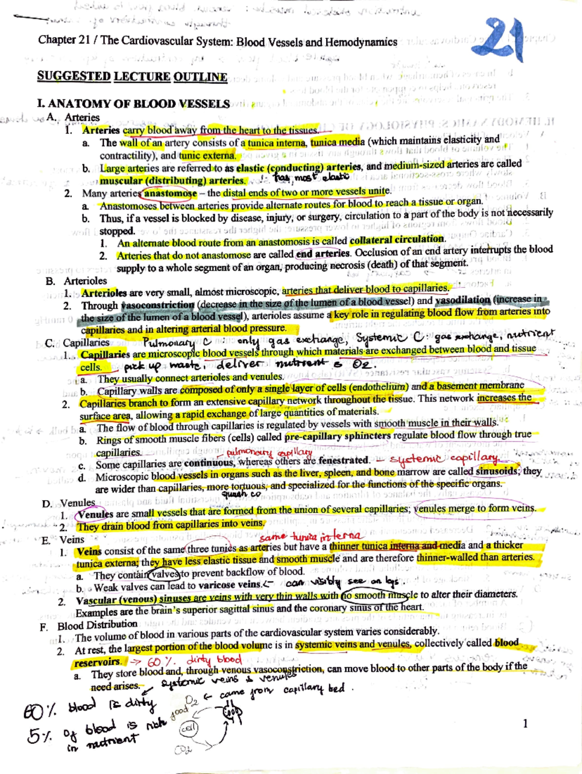 Chap 21 - Cardiovascular System: Blood vessels & Hemodynamics BIOL 2402 ...