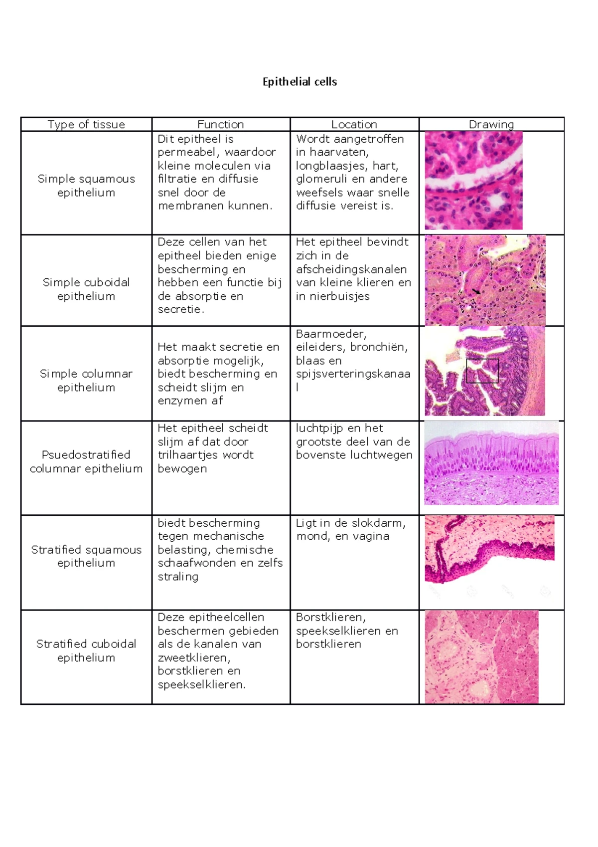 Worksheets histo - Worksheets Cell types: Epithelial cells Type of ...
