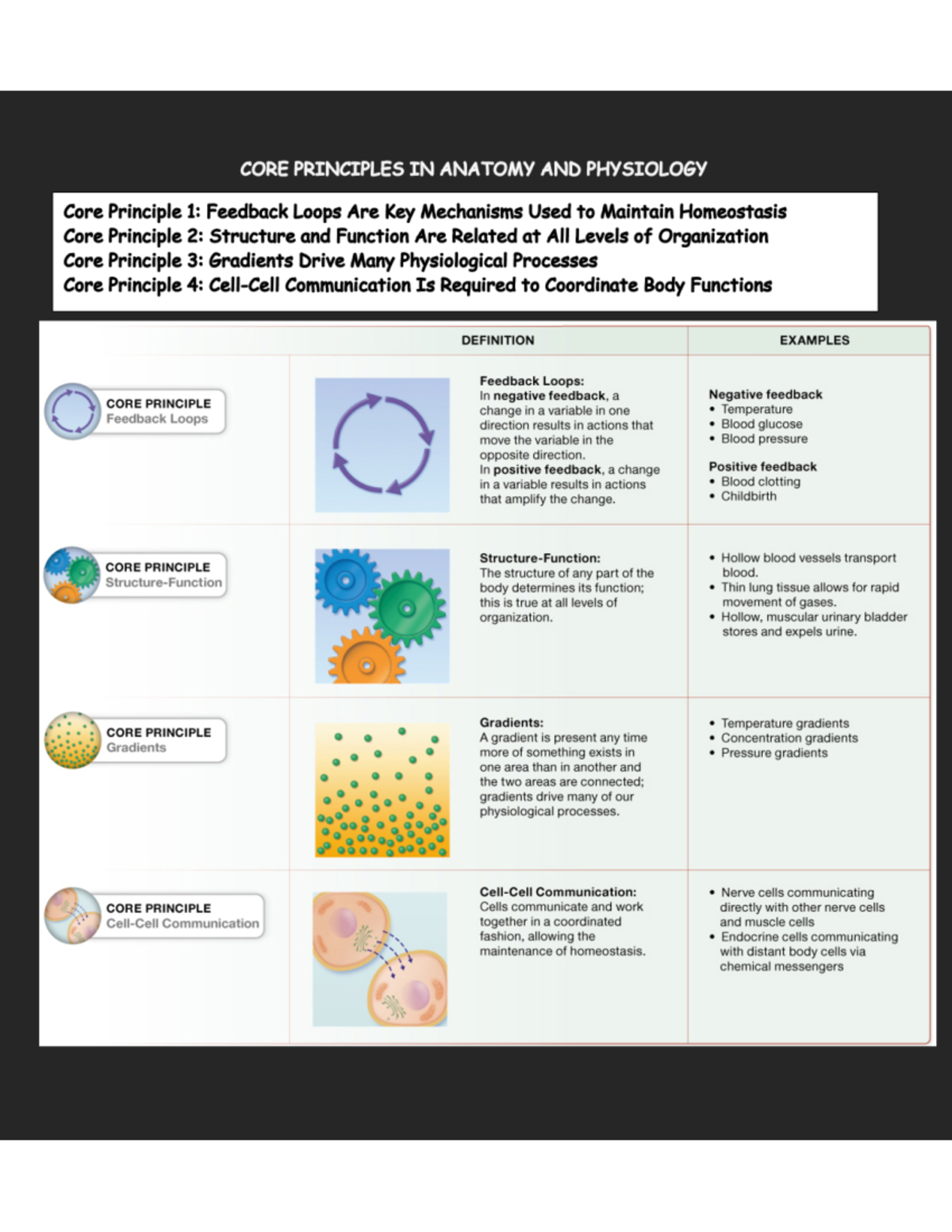 chapter 1 lecture summary - CORE PRINCIPLES IN ANATOMY AND PHYSIOLOGY ...