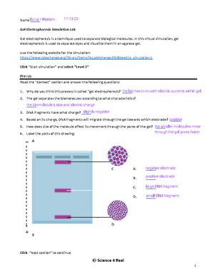 Cell Cycle Lab Report - Cell Cycle Lab Report Instructions: For this ...