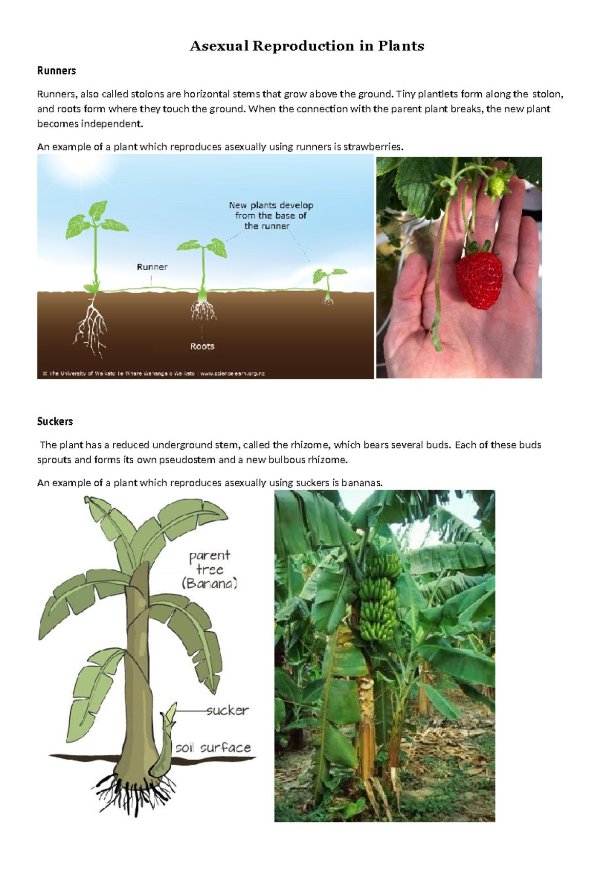 Asexual Reproduction in Plants: Methods and Examples Explained - Studocu