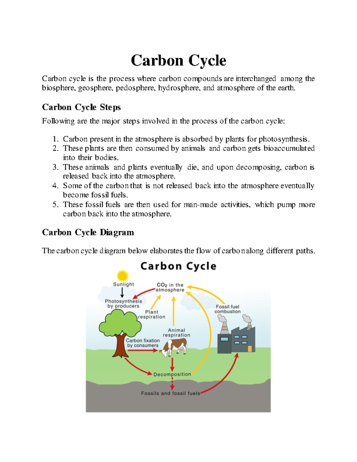 Understanding the Carbon Cycle: Major Processes Explained - Studocu