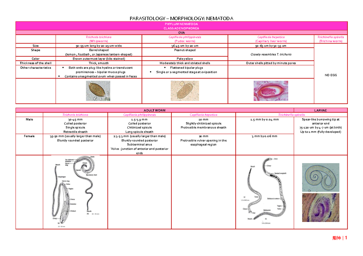 PARASITOLOGY MORPHOLOGY: NEMATODA CHARACTERISTICS AND CLASSIFICATION ...