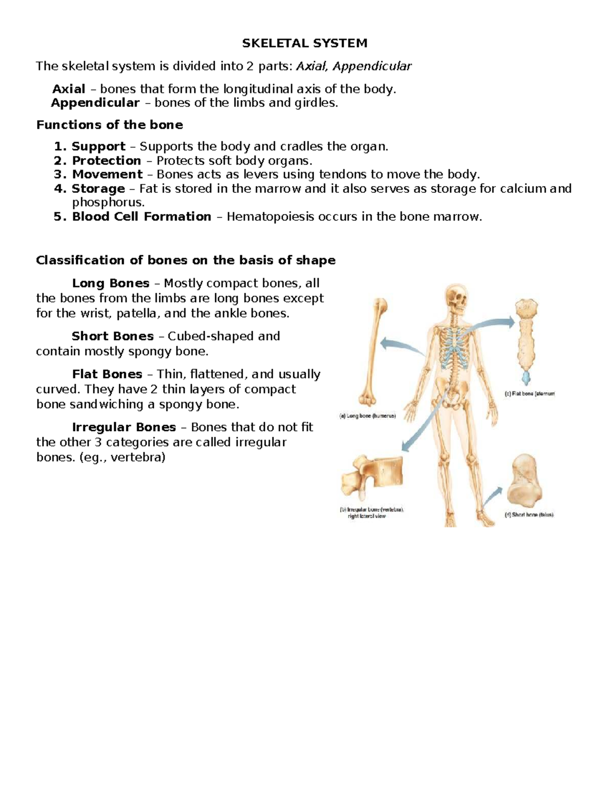 SKELETAL SYSTEM: Structure and Functions of Bones - Studocu