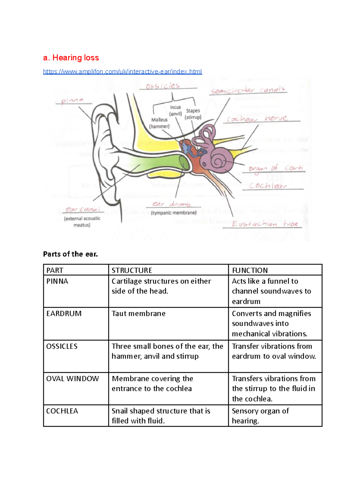 Hearing, Vision, and Kidney Function: Study Notes Module 8 - Studocu