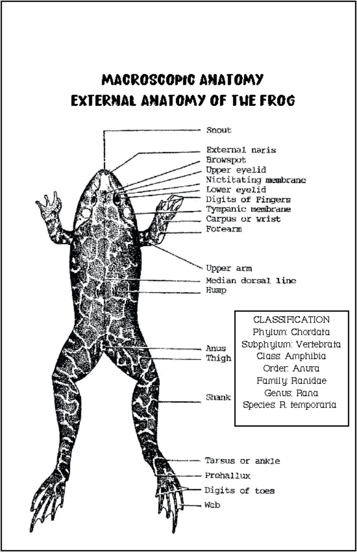 External Anatomy Of The Frog The Internal Organs Of A Frog Stockfoto