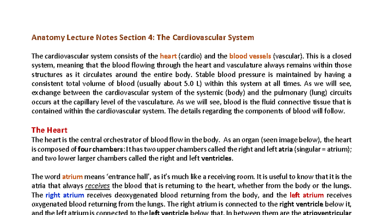 Anatomy Lecture Notes: Cardiovascular System Overview (Course #10 ...
