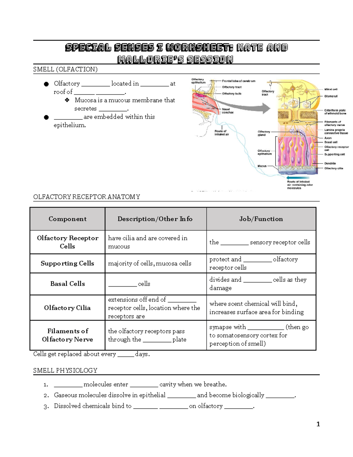 M&K Special Senses I Worksheet - Special Senses I Worksheet: Kate and ...