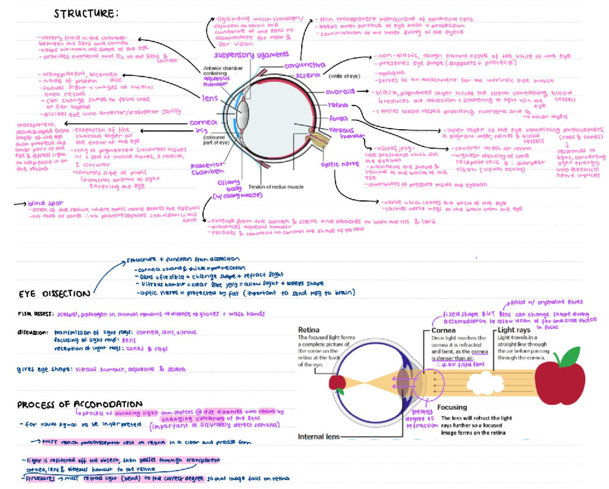 BIO 101: Eye Structure and Function - Dissection Notes - Studocu
