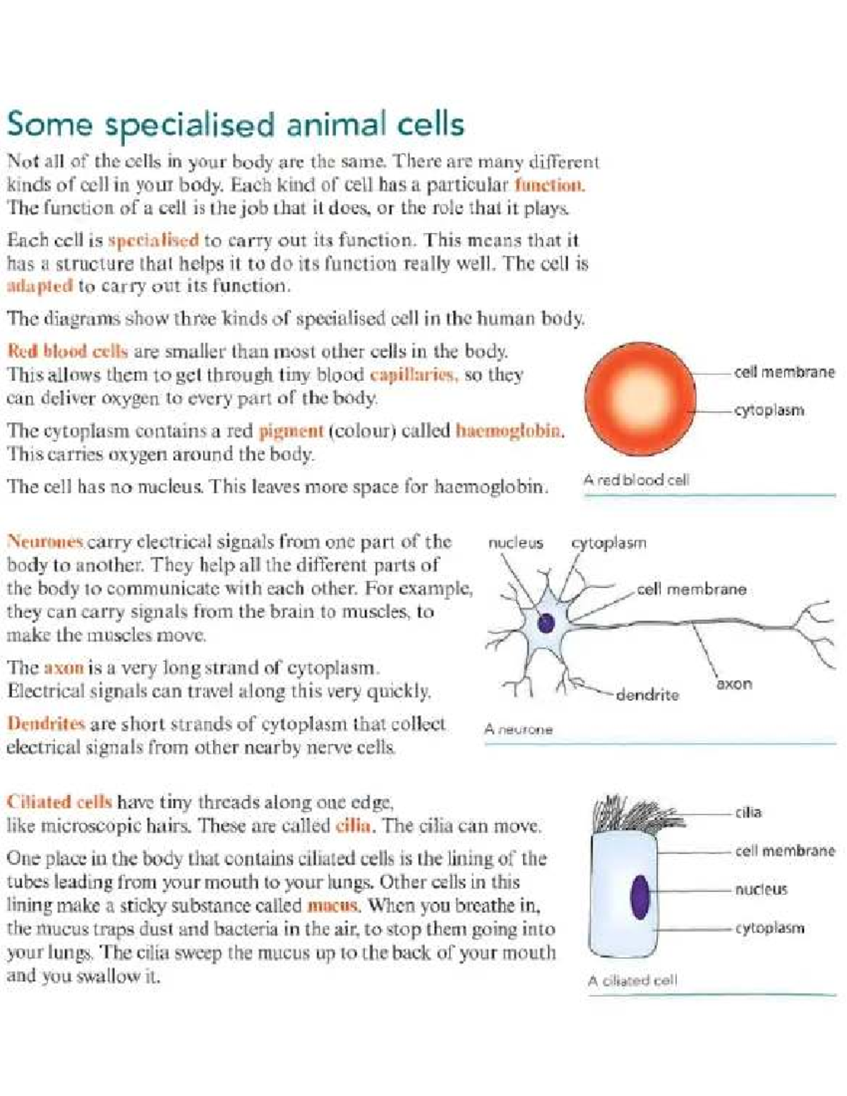 Specialised Animal Cells: Functions and Structures Explained - Studocu